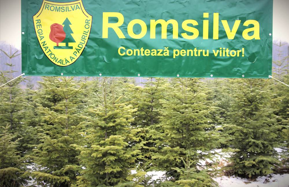 Romsilva pune la dispoziție peste 16.000 de brăduți pentru sărbătorile ...